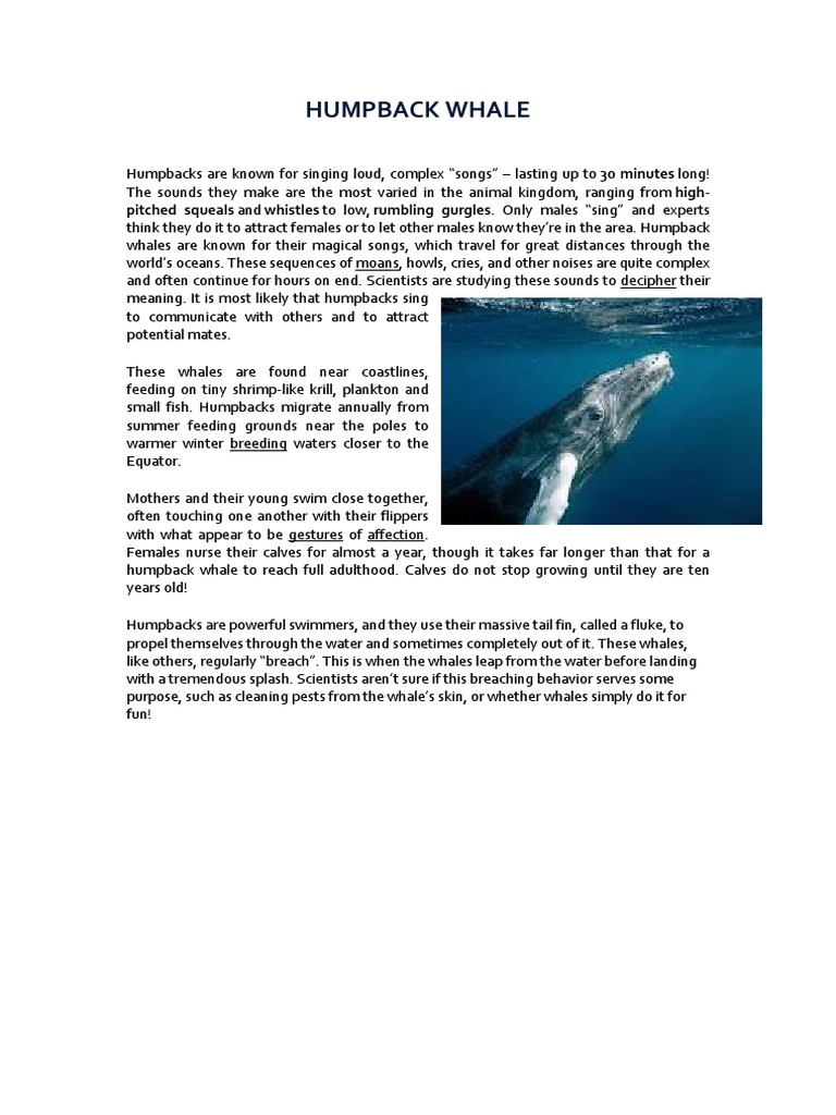 Humpback Whale | PDF | Whales | Cetaceans