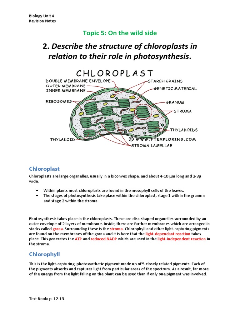 The Structure and Function of Chloroplasts in Relation to Their Key ...