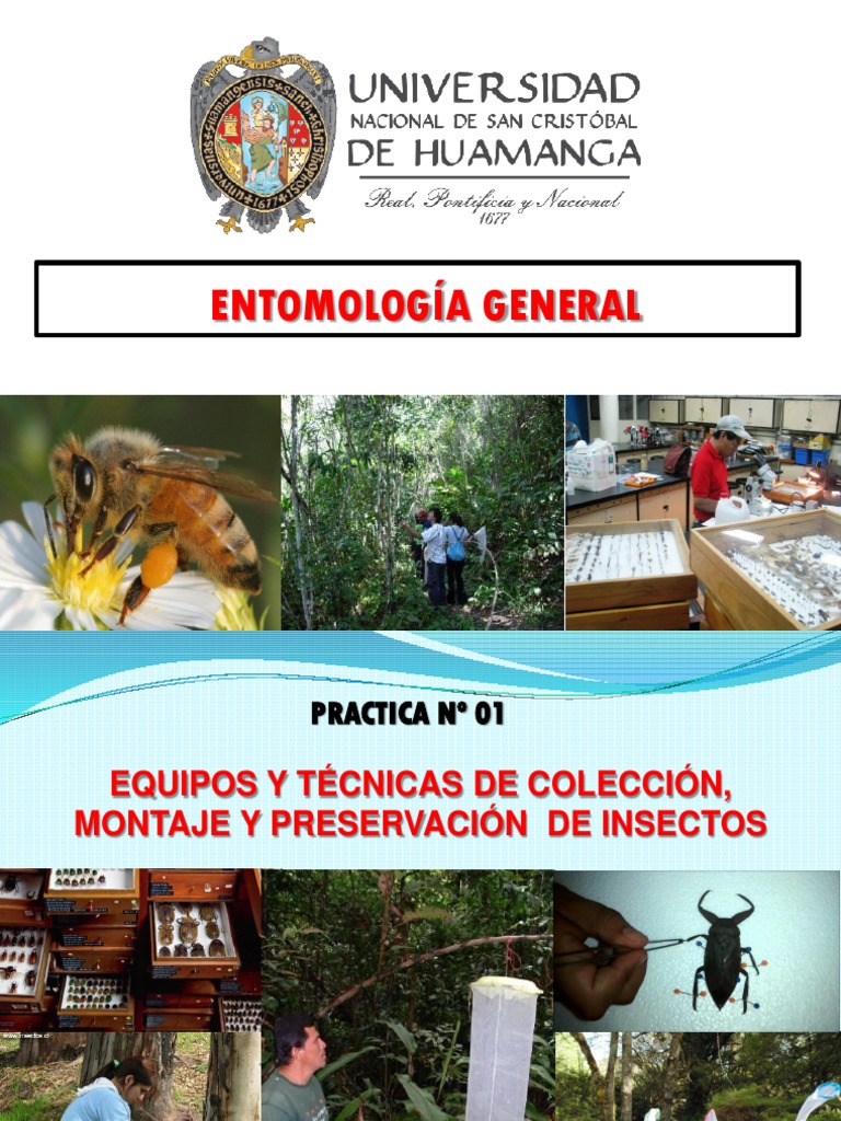 PRÁCTICA 1 - Colecta de Insectos | PDF | Insectos | Laboratorios