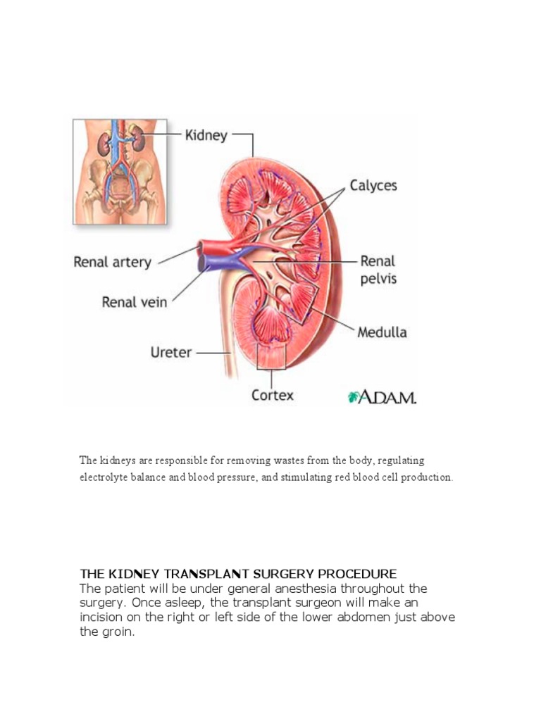 Kidneys | PDF | Kidney | Animal Anatomy