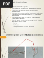 Inserto Spinreact | PDF | Colesterol | Glucosa