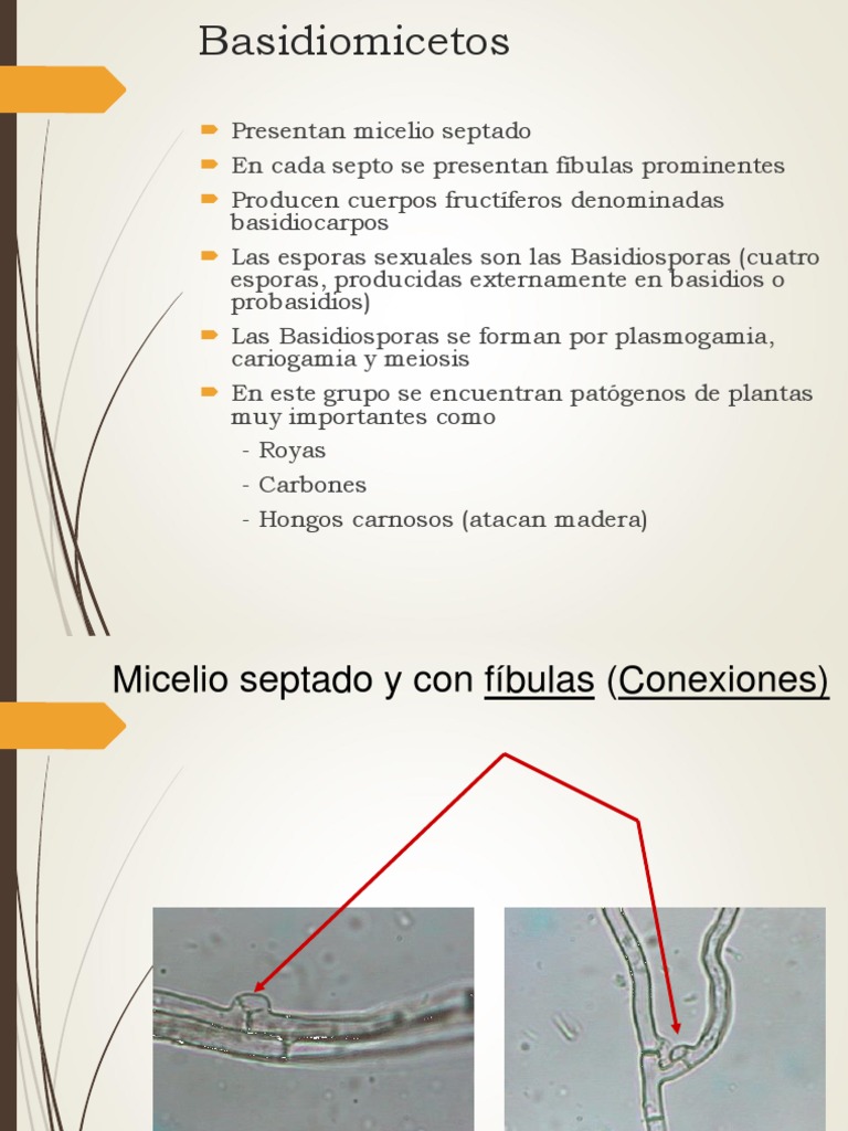 Basidiomicetos | PDF | Hongo | Plantas