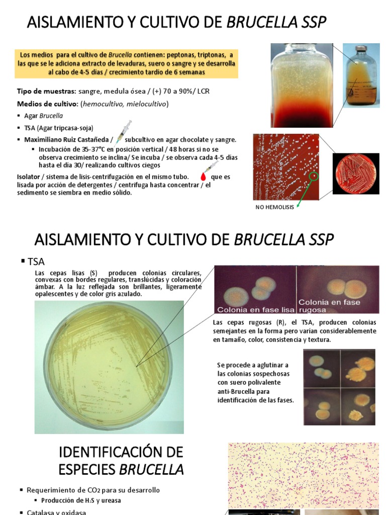 Cultivo y Aislamiento de Brucella spp. | PDF | Organismos | Las bacterias