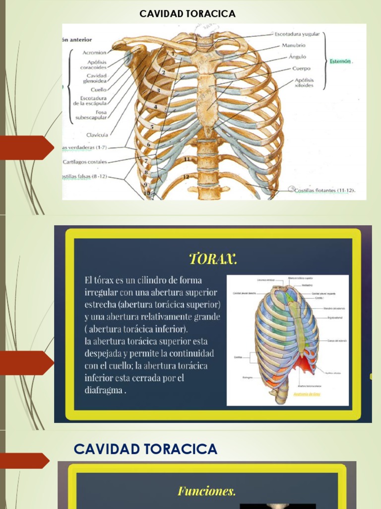 La Cavidad Toracica | PDF | Tórax | Abdomen