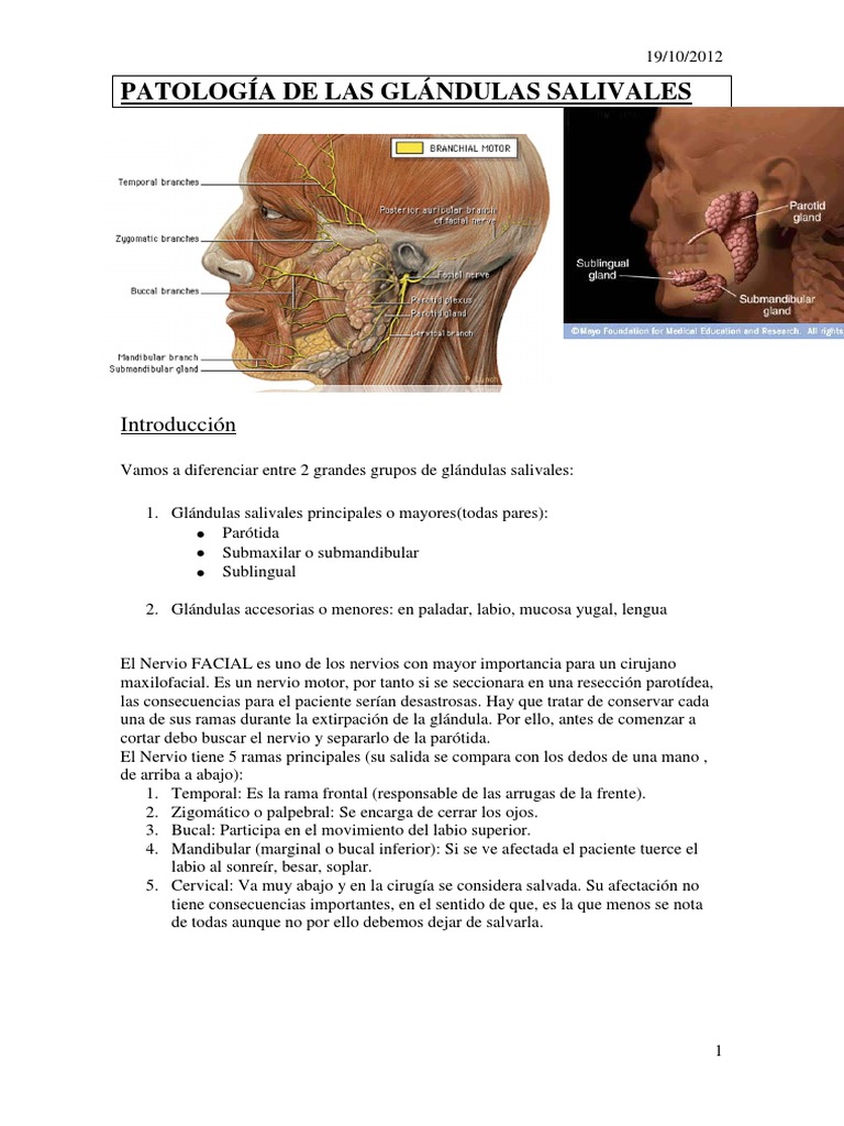 Glandula Salival PDF | PDF | Metástasis | Cáncer