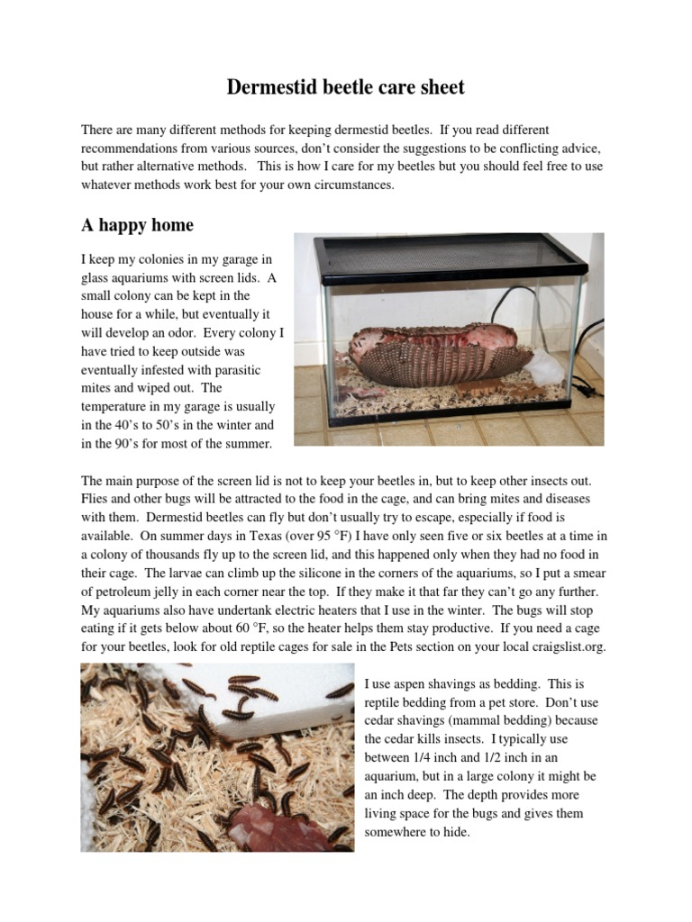 Dermestid Beetle Care Sheet PDF | PDF | Beetle | Pupa
