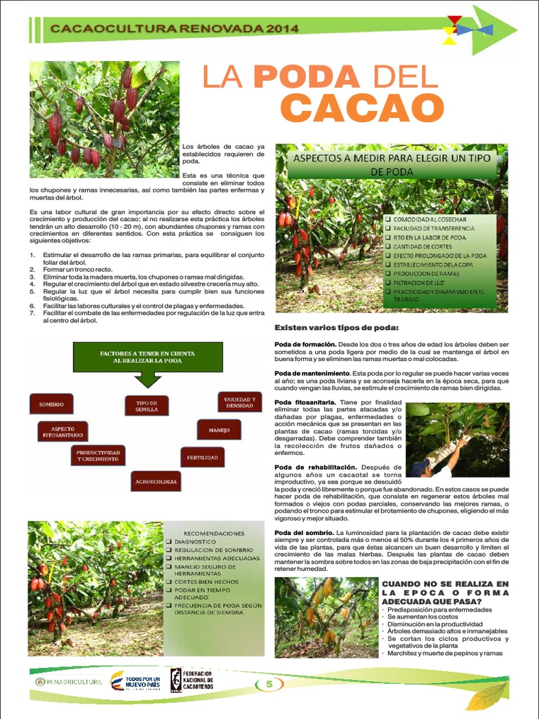 Poda de Cacao | PDF | Tallo de la planta | Hongo