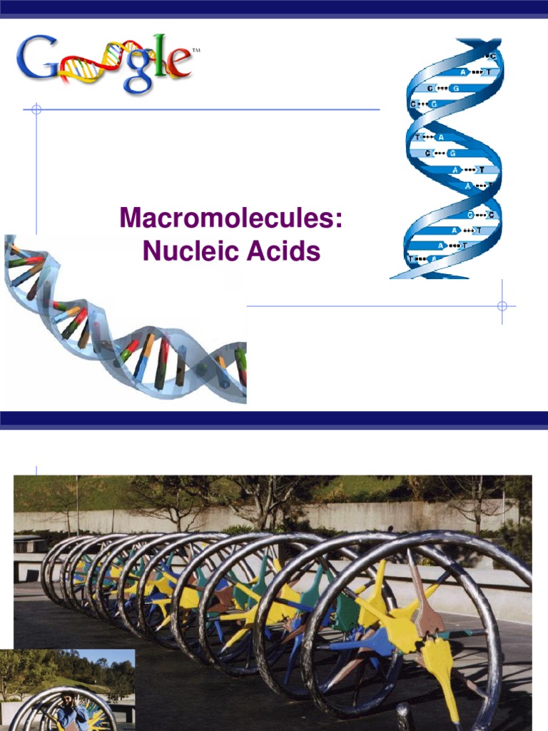 Macromolecules: Nucleic Acids: AP Biology | PDF | Nucleotides | Nucleic ...