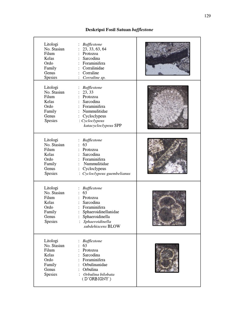 Fosil Batugamping Bafflestone | PDF