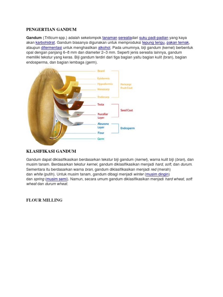 Pengertian Gandum | PDF