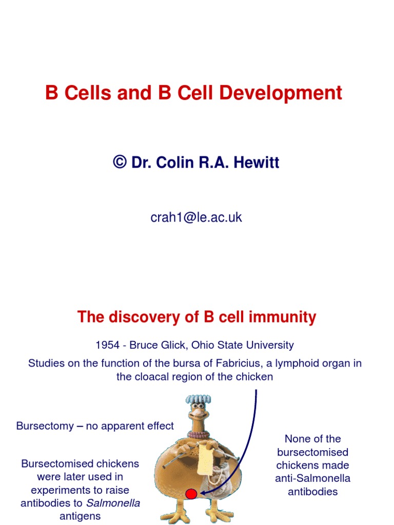 Topic 3 B Cell Development | PDF | B Cell | Lymph Node
