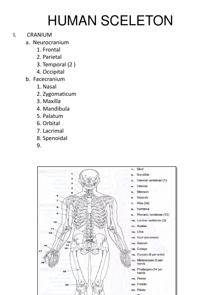 Sceleton Human | PDF