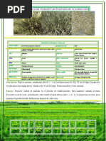 Ficha de Vegetacion | PDF | Arboles | Hoja