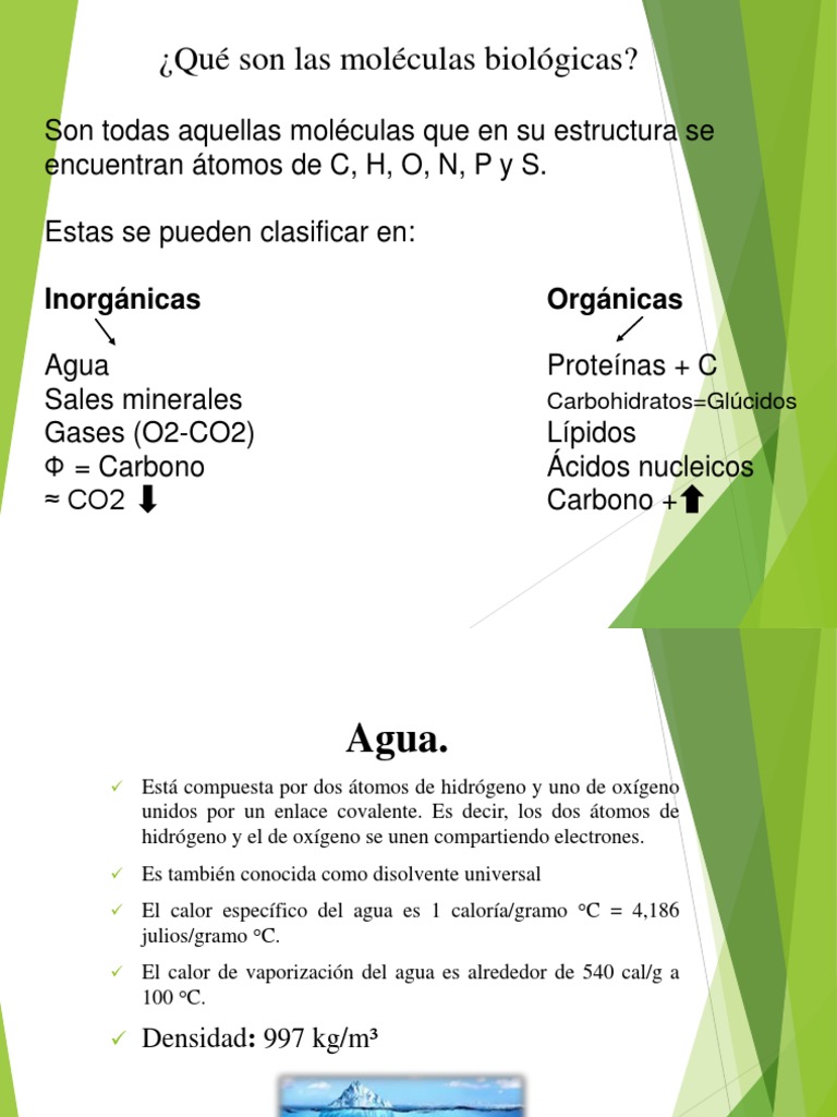 Clasificación de Moléculas Biológicas | PDF | Ácidos nucleicos ...