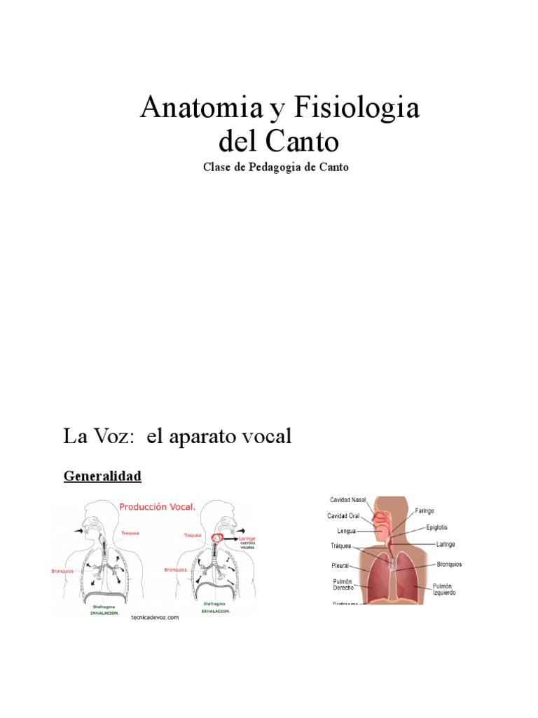 Anatomía Garganta | PDF