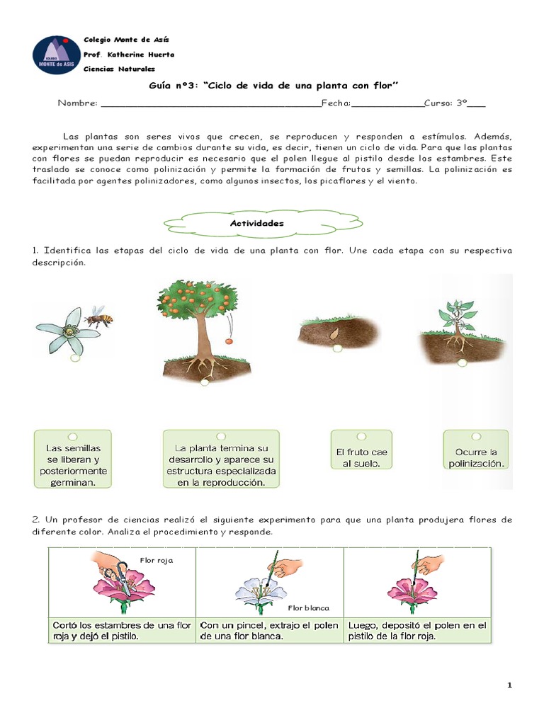 Ciclo de Vida de Una Planta Con Flor | PDF | Flores | Germinación