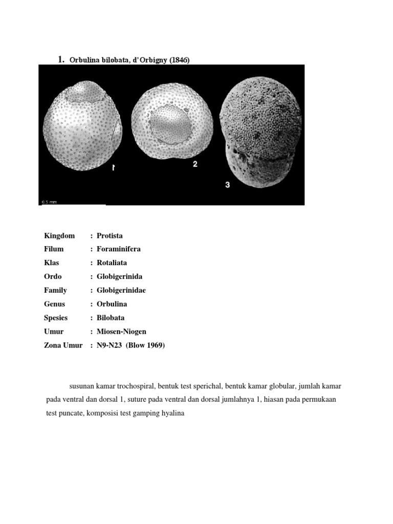 Mikropal Afzal | PDF | Sains & Matematika