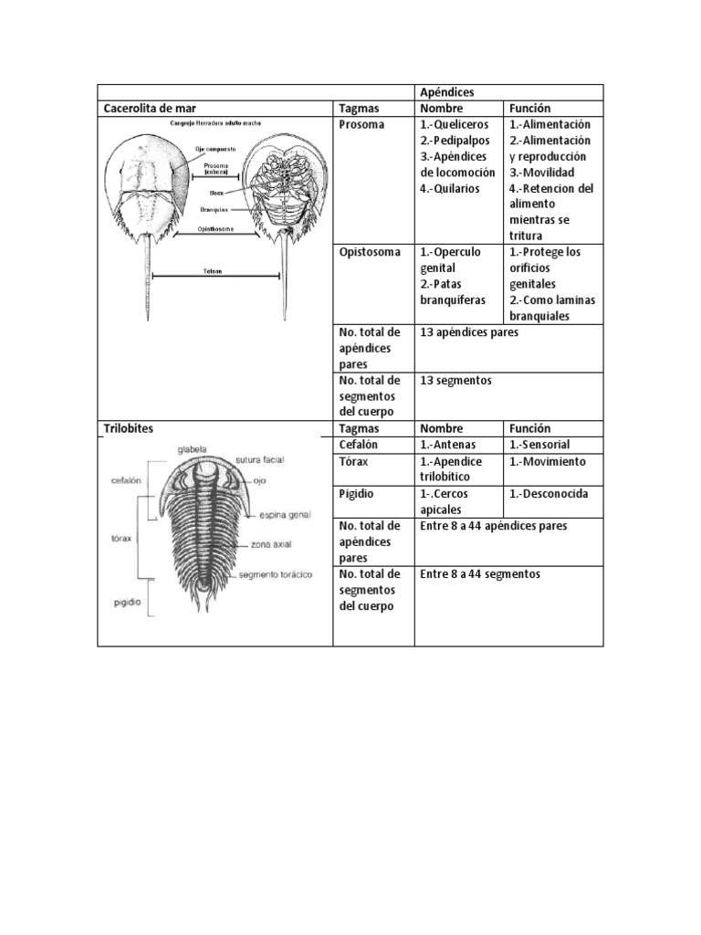 Tagmosis de Artropodos | Abdomen | Artrópodos