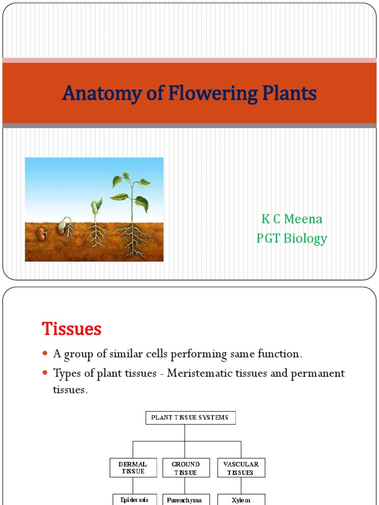 Chapter 6 - Anatomy of Flowering Plants | PDF | Tissue (Biology) | Leaf