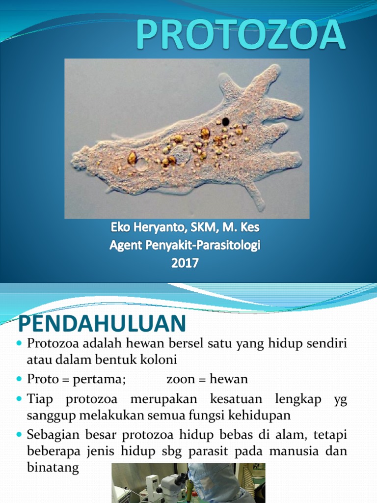 Protozoa | PDF | Sains & Matematika