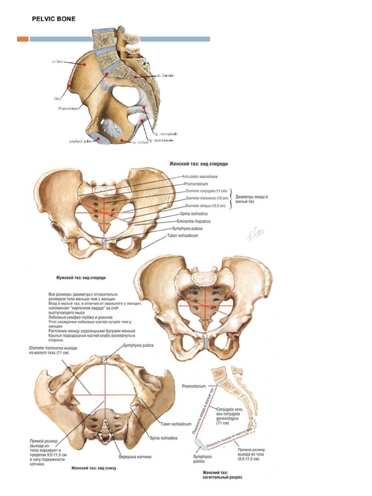 Pelvis | PDF