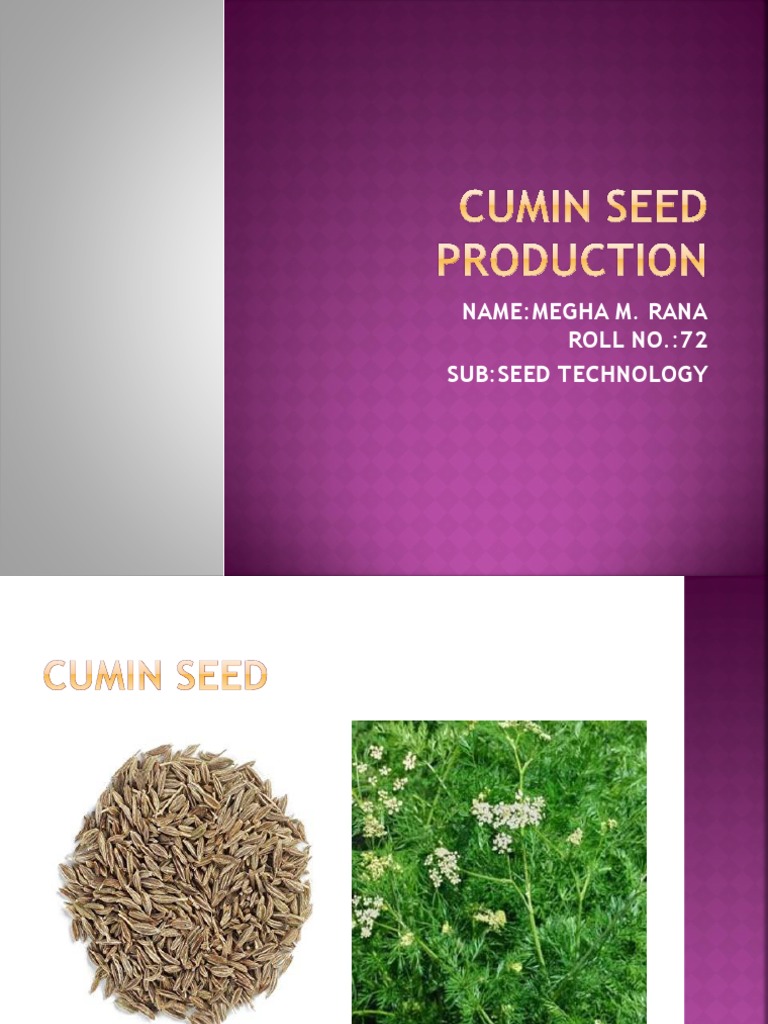 Cumin Seed Production | PDF | Cumin | Plants