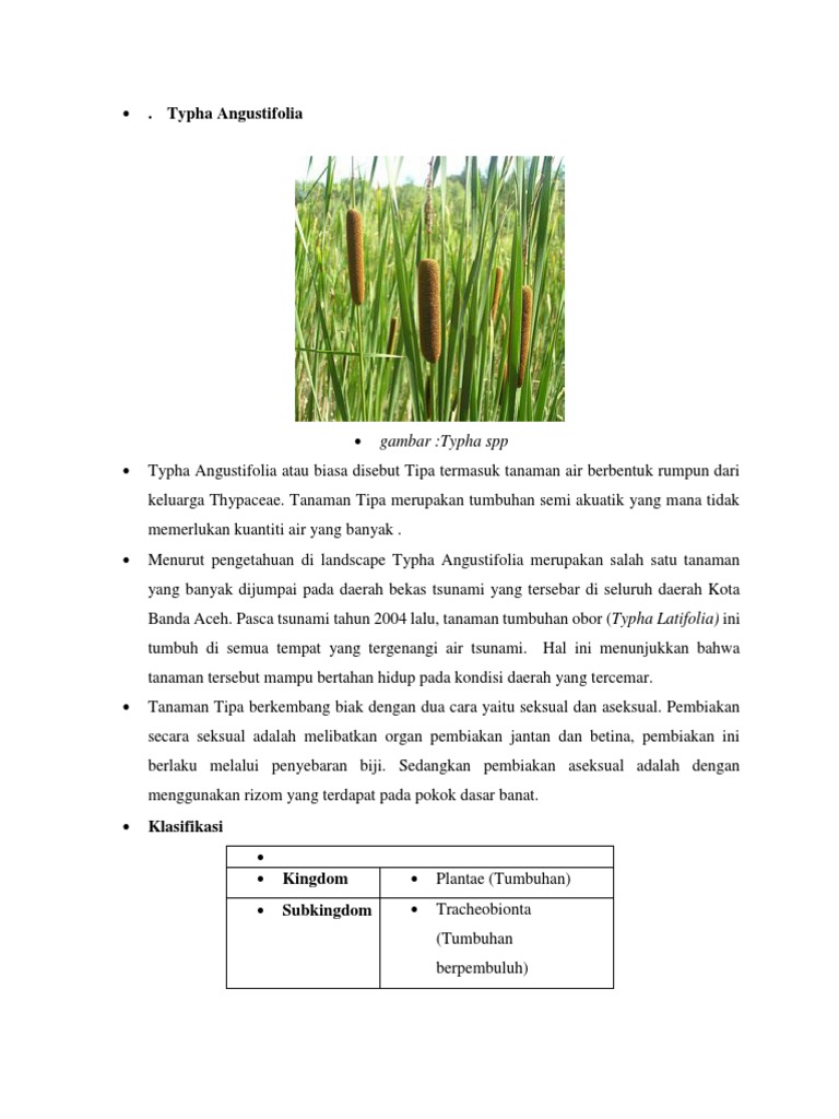 Typha Angustifolia | PDF