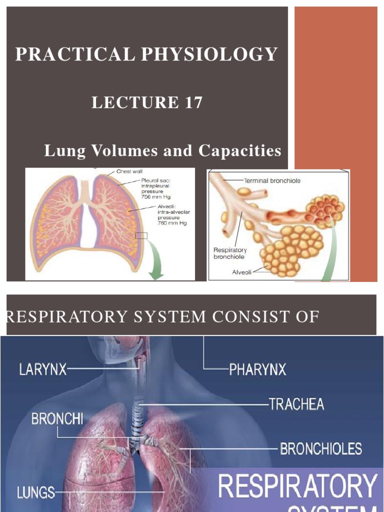 Practical Physiology | PDF | Breathing | Exhalation