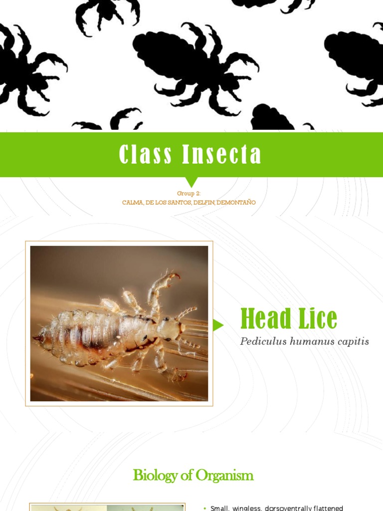 Class Insecta: Group 2: Calma, de Los Santos, Delfin, Demontaño | PDF ...