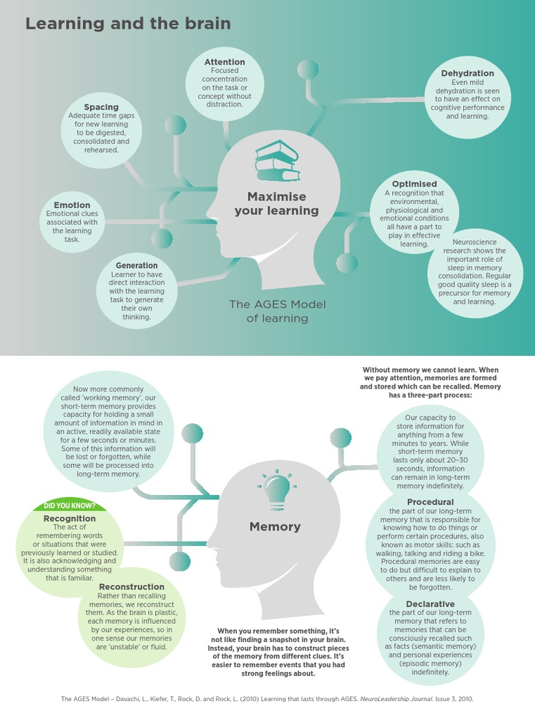 7558 Neuroscience Infographic FINAL Tcm18 24930 | PDF | Neuron | Memory