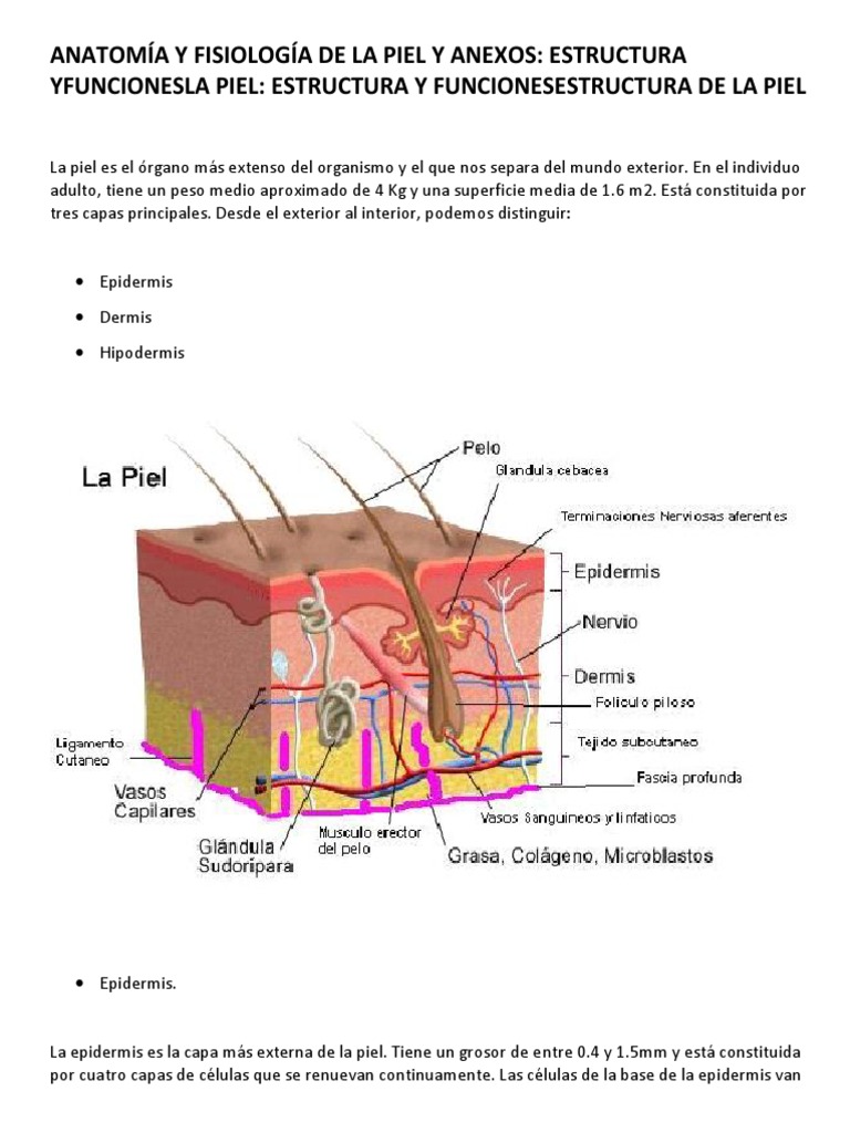 Anatomía Y Fisiología De La Piel Y Anexos: Estructura Yfuncionesla Piel ...