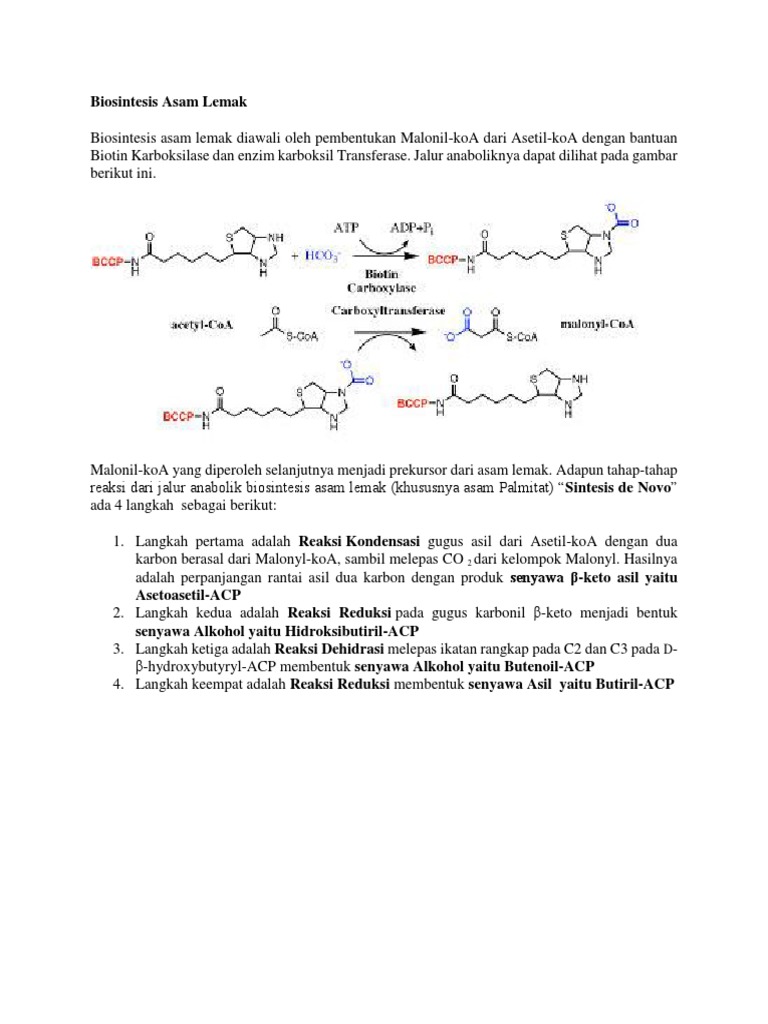 Proses Biosintesis Asam Lemak Palmitat | PDF