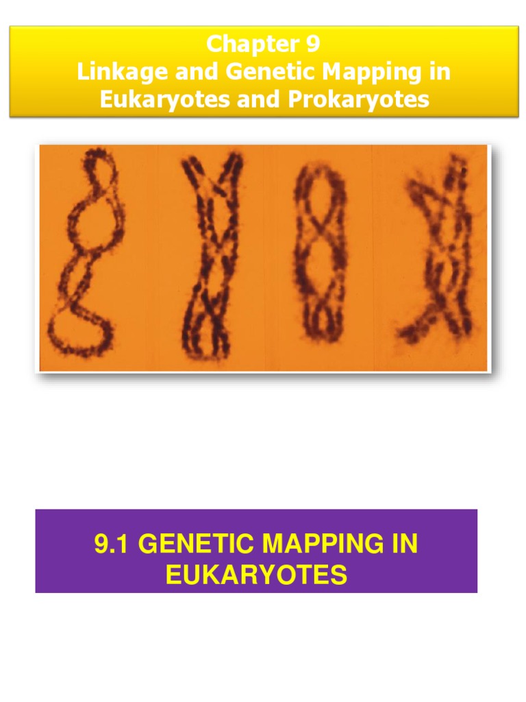 Chapter 9-Linkage and Genetic Mapping in Eukaryotes | PDF | Genetic ...