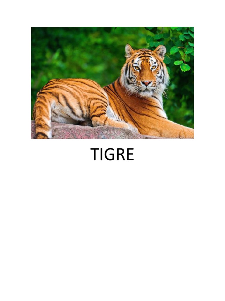 Tigre | PDF