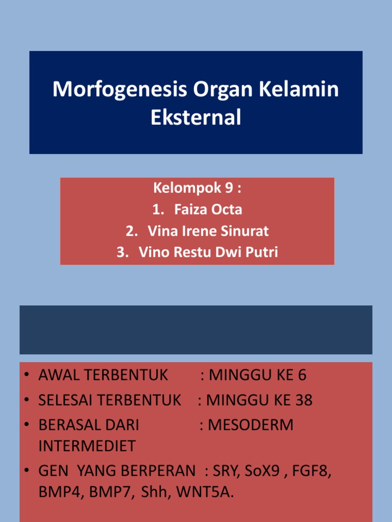 Morfogenesis Hewan: Organ Kelamin Eksternal | PDF