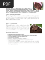 Biosol (Trabajo Completo) | PDF | Compost | Fertilizante