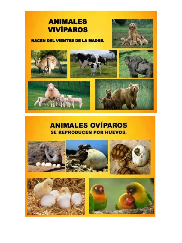 Animales Viviparos | PDF