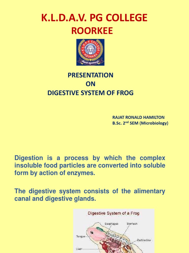 Frog Digestive System Overview | PDF | Digestion | Stomach
