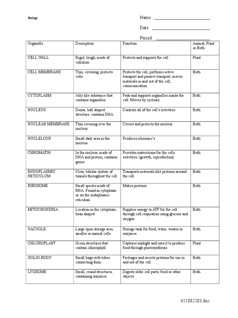 Cell Organelles Review | PDF | Endoplasmic Reticulum | Cell (Biology)