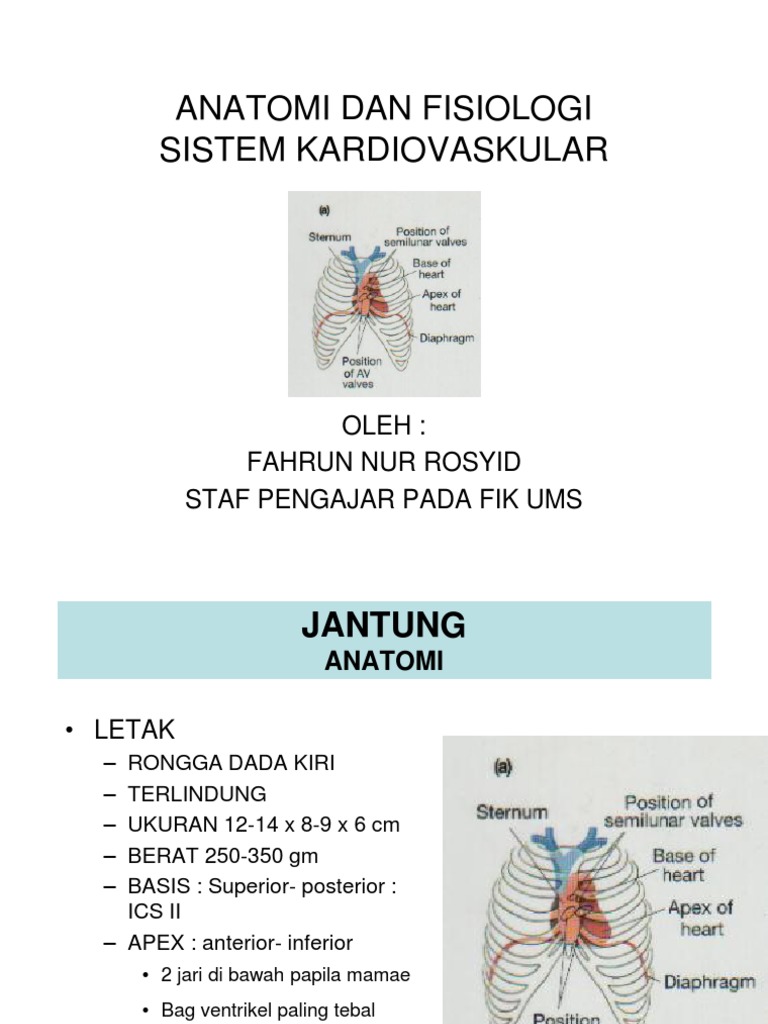 Anatomi Fisiologi Sistem Kardiovaskuler