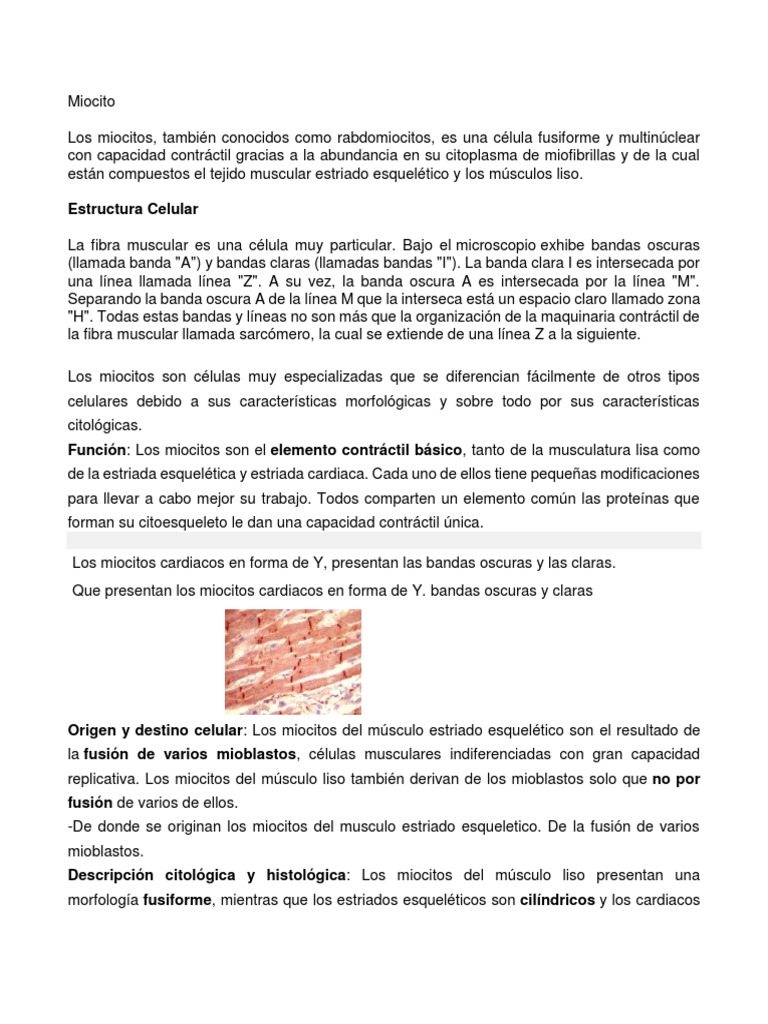 Características y funciones de los miocitos | PDF | Miocito | Músculo