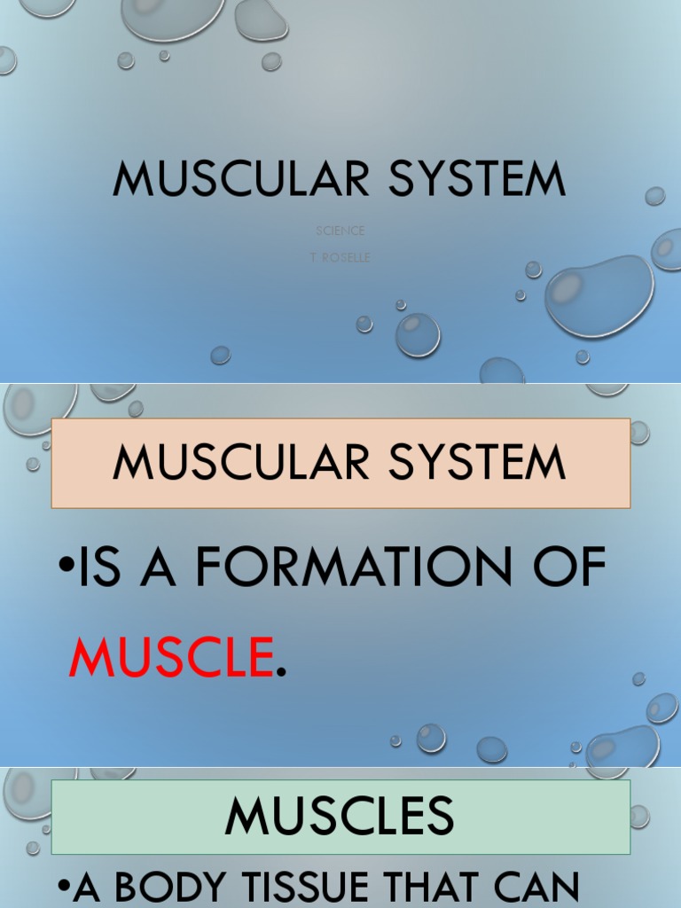 Muscular System: Science T. Roselle | PDF