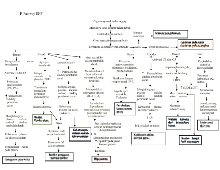 Pathways DHF Fix | PDF