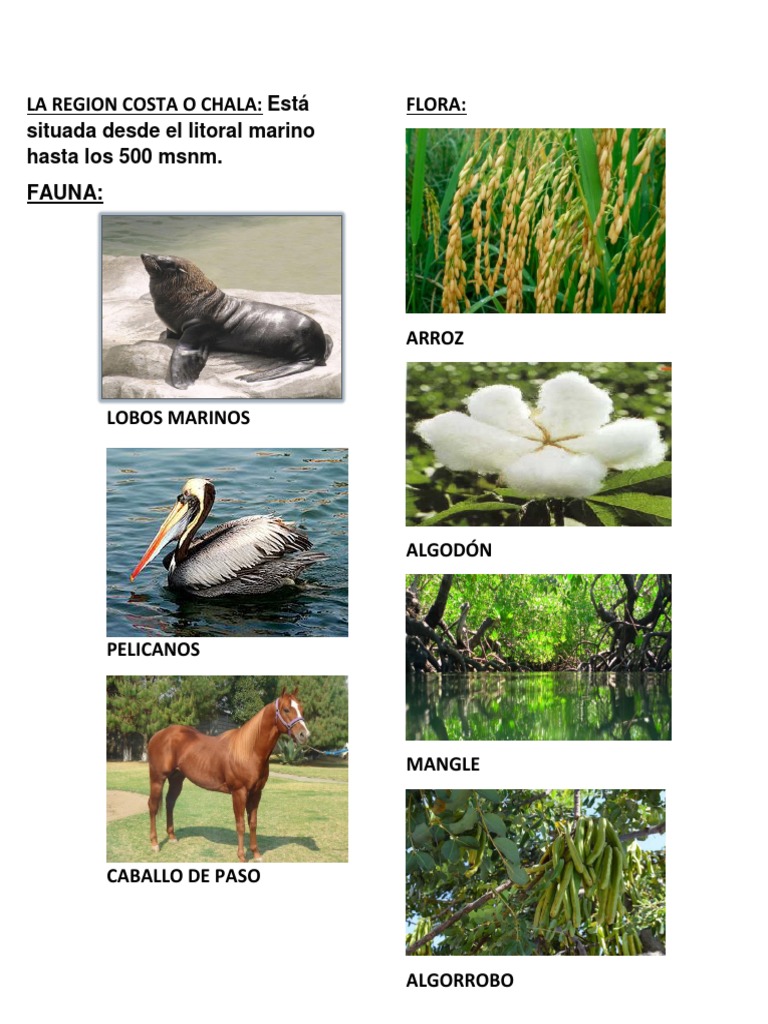 Flora y fauna de la región Chala | PDF