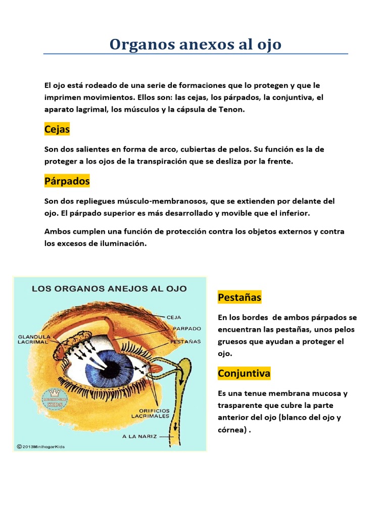 Organos Anexos Del Ojo | Ojo | Órganos sensoriales