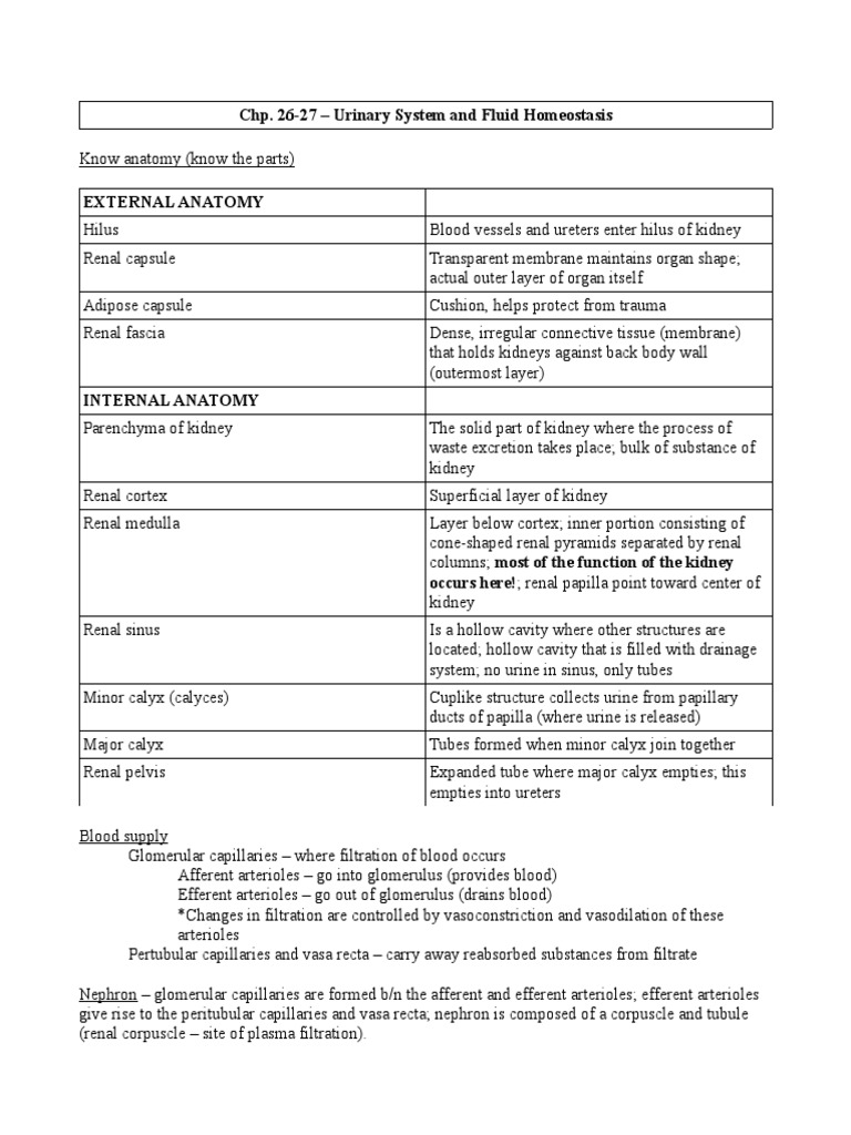 Chp. 26-27 - Urinary System and Fluid Homeostasis | PDF | Kidney ...