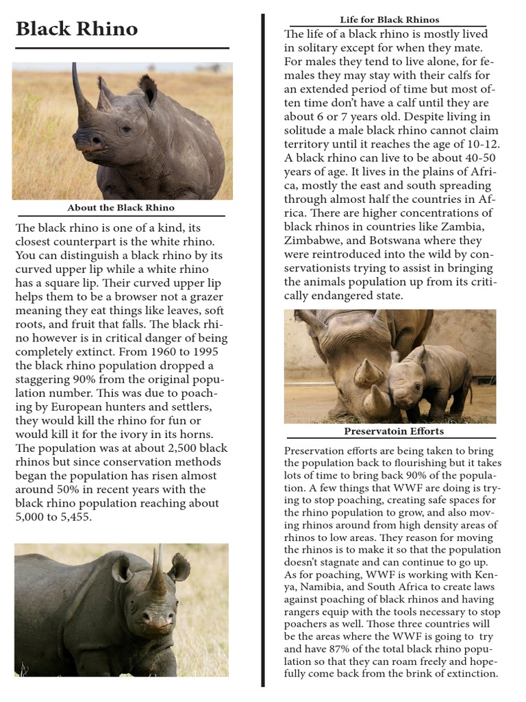 Black Rhino Info | PDF | Rhinoceros | Poaching