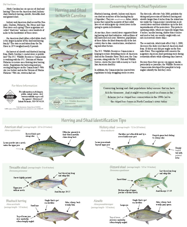NC Shad and Herring Identification Guide | PDF | Fish | Fish And Humans