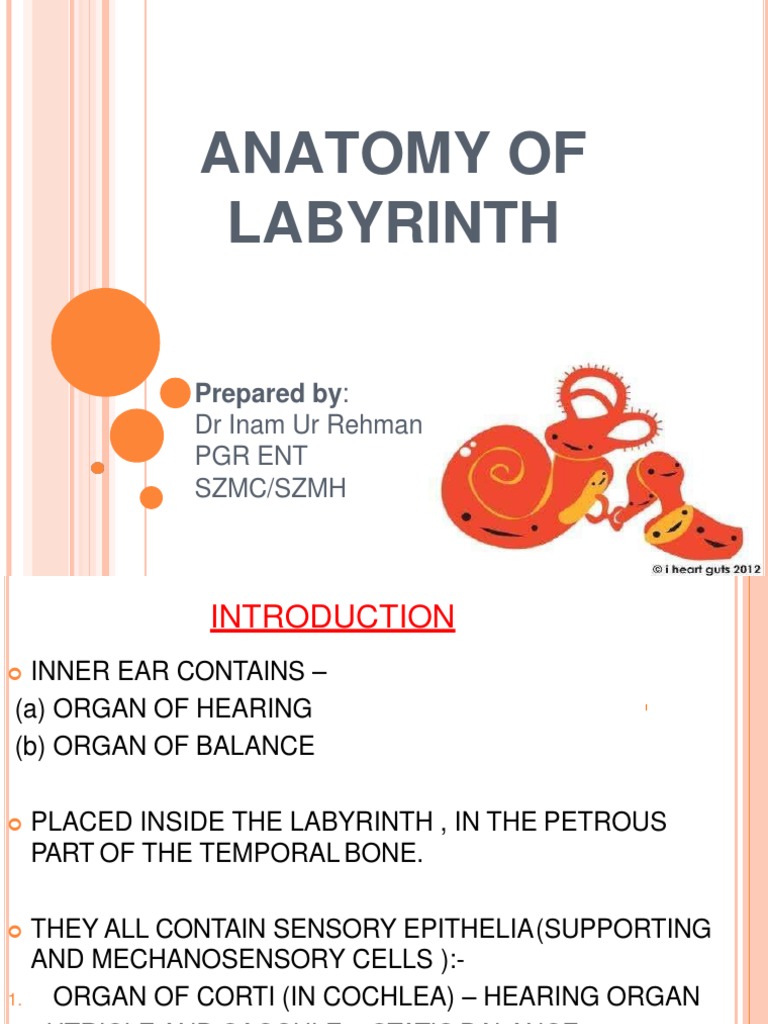 Anatomy of Labyrinth by DR Inam Ur Rehman | PDF | Ear | Auditory System