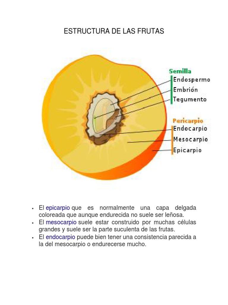 Estructura de las Frutas: Partes Clave | PDF
